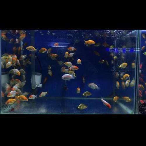Jual BABY RANCHU RED WHITE RW GOLDFISH / ANAKAN RANCU IKAN MAS KOKI ...