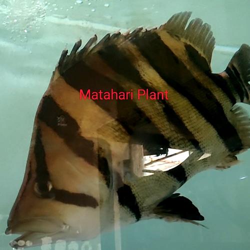 Jual Datz Sumatra/Datz Jumbo/Datz Borneo/Size Besar/Murah - Kota ...