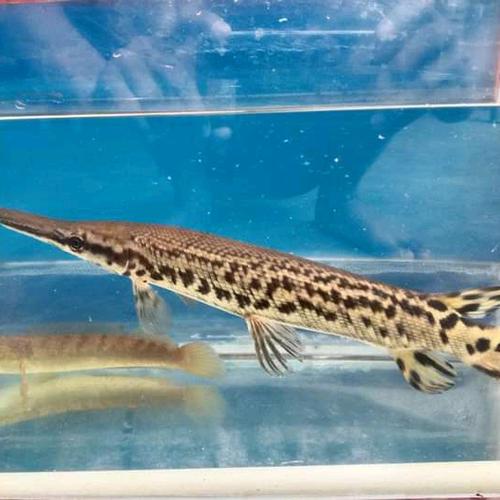 Jual ikan aligator spatula gar 15-20cm predator - Jakarta Selatan ...