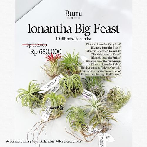 Jual Tillandsia Ionantha Big Feast - Bumi Air Plants Gift Box Tanaman ...