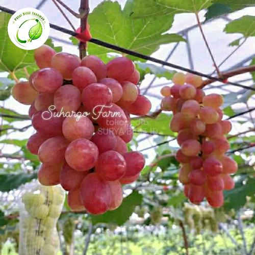 Jual Bibit tanaman anggur import basanti grafting asli - Kota Kediri ...