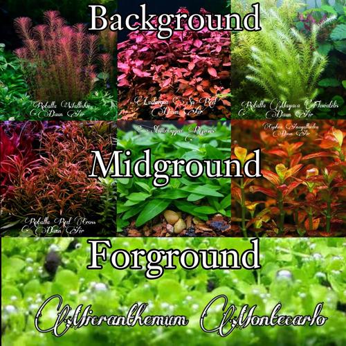 Jual Paket Tanaman Aquascape Dutch Style Tank 40cm - Kab. Subang ...