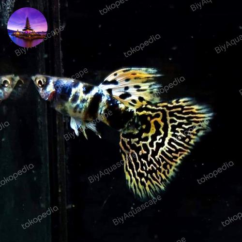 Jual IKAN HIAS GUPPY YELLOW TIGER KING COBRA / IKAN HIAS GUPPY YTKC - Jakarta Selatan ...