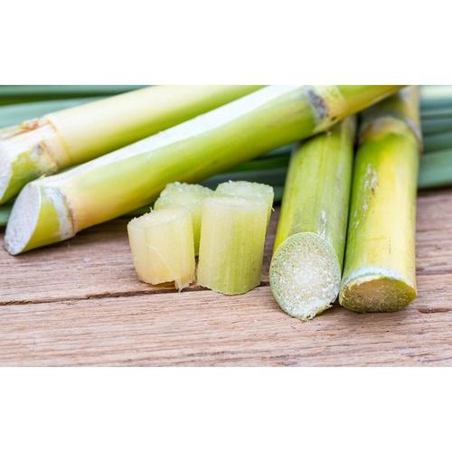 Jual Batang Tebu Hijau Bersih 1Kg (950-1000Gr), Tebu Hijau Potongan ...
