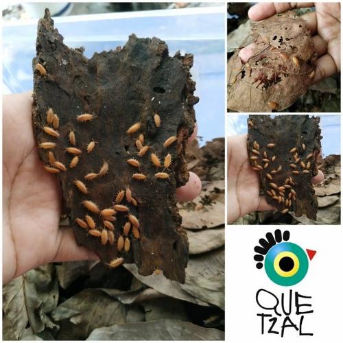 Jual Isopod Nagurus Nanus Dwarf Orange - 5 Isopod - Jakarta Utara ...
