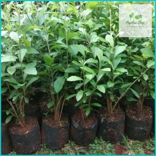 Jual tanaman hias teh tehan / teh-tehan Berkualitas - Jakarta Barat ...
