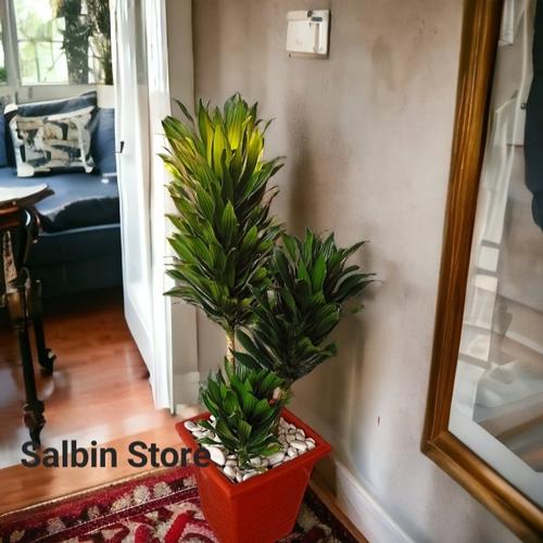 Promo Tanaman hias dracaena compacta susun tiga - 60 cm - Kab. Sukabumi ...