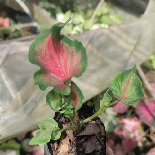 Jual caladium red peacock - Kab. Bantul - Kebun atas rumah | Tokopedia