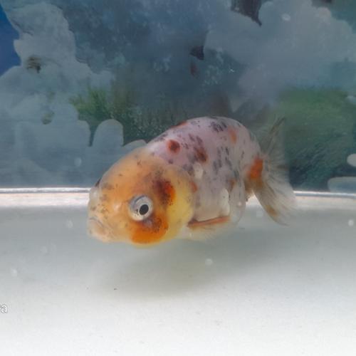 Jual ikan ranchu sapi - Jakarta Barat - kurniagoldfish,spesialis koki ...