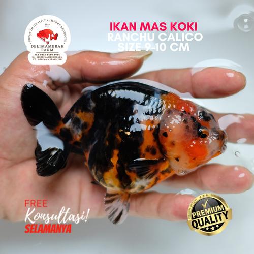 Jual IKAN MAS KOKI RANCHU CALICO SIZE 10-11 CM BERGARANSI BANYAK ...