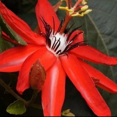 Jual passiflora bunga merah tanaman rambat/tanaman hias - Kota Depok ...