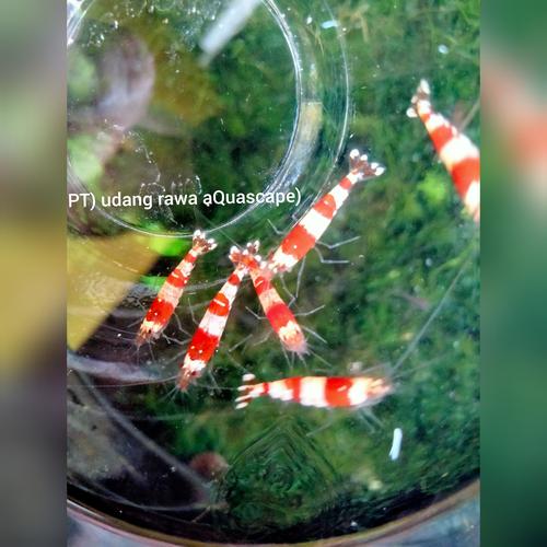 Jual udang red bee untuk hiyasan aquascape /10 ekor - Kab. Bogor - PT ...