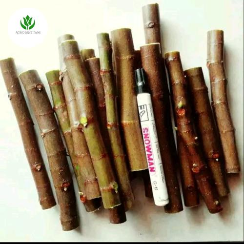 Jual Cutting Stek Bibit Batang Tin,Bahan Stek Pohon Tin,Tanaman Buah ...