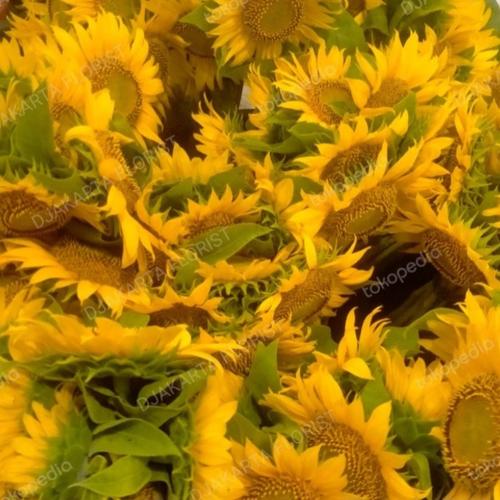 Jual bunga matahari/sun flower10 tangkai - Jakarta Barat - SYIFA ...