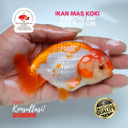 Jual IKAN MAS KOKI RANCHU LION RED AND WHITE SIZE 8-9 CM PREMIUM FANCY ...