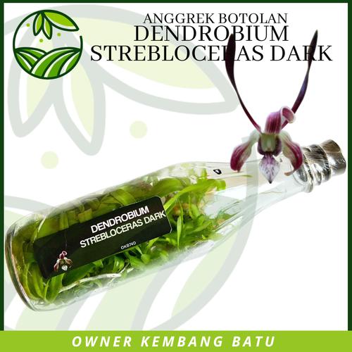 Jual Bibit Anggrek Dendrobium Botol strebloceras dark Rare Item - Kota ...
