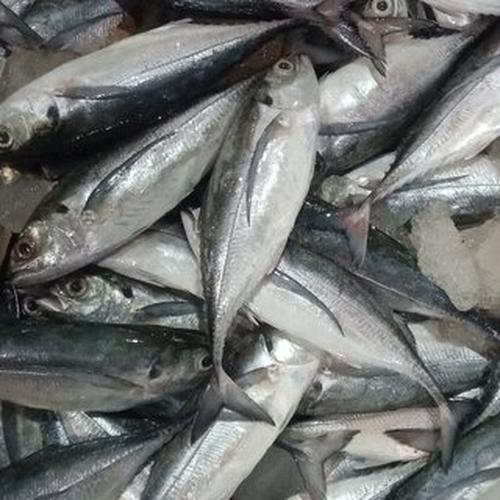 Jual Ikan Kuwe Tengkek Perkg Harga - Kota Depok - distributor seafood ...