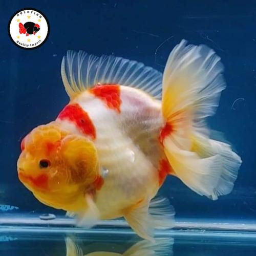 Jual Oranda sakura super short body rosetail / ikan mas koki oranda ...
