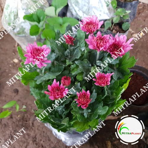 Jual Tanaman Hias Bunga Aster - Bibit Pohon Bunga Krisan Aster - Pink ...