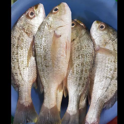 Jual Ikan Kakap Ekoran Putih Perkg - Kota Depok - distributor seafood ...