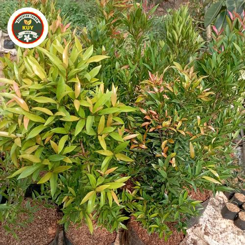 Jual pucuk merah 1 meter tanaman pucuk merah - Kota Depok - Bercocok ...