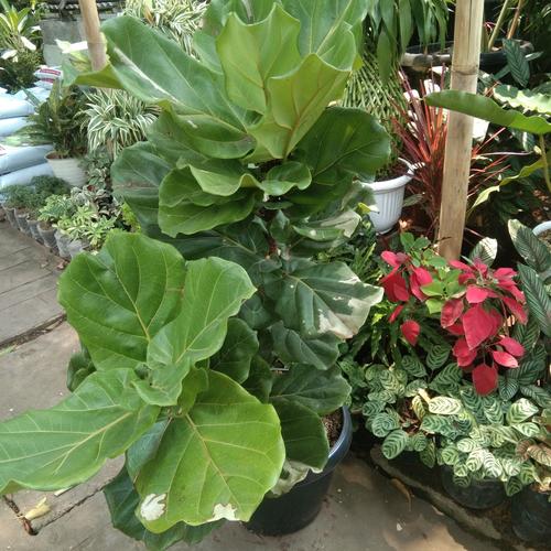 Jual Tanaman Hias Tanaman Peneduh Ketapang Biola Ukuran Besar - Jakarta ...