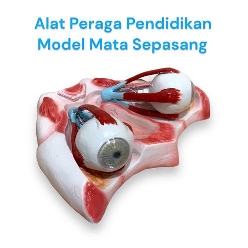 Jual Torso Model Mata Manusia Sepasang[ Alat Peraga Anatomi Biologi ...