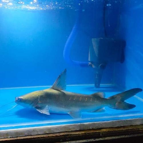 Jual ikan papua shark catfish - Jakarta Selatan - ChannaCiganjur ...
