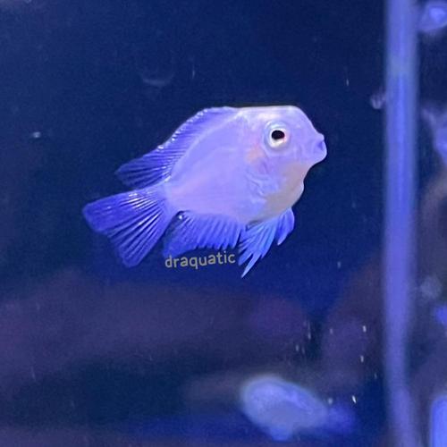 Jual Ikan blue polar platinum | Ikan Hias Aquarium Aquascape - Putih ...
