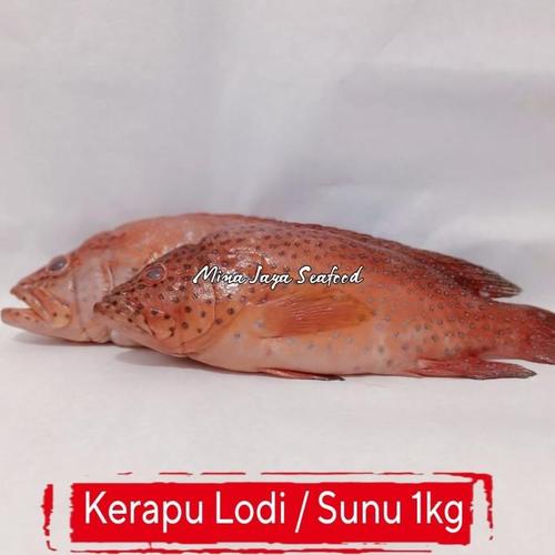 Jual Ikan Kerapu Lodi Merah Segar / Ikan Segar / Seafood - 1 kg ...