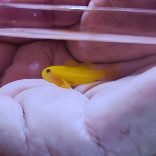 Jual yellow clown goby goby kuning mini aquarium lautt - Jakarta Selatan - Poltangan Reef Marine ...