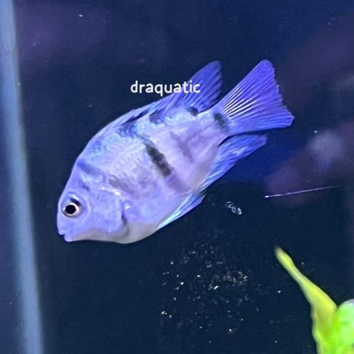 Jual Ikan blue polar platinum | Ikan Hias Aquarium Aquascape - Putih ...