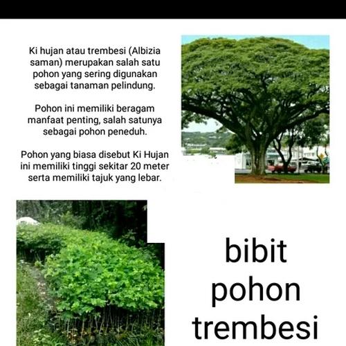 Jual Tanaman Hias Pohon Trembesi/Pohon Terembesi - Kota Depok - GREEN ...