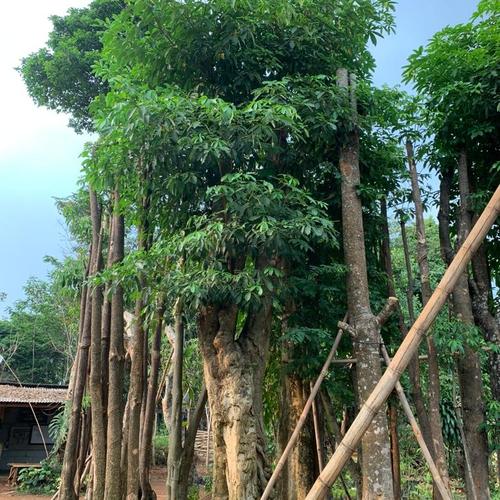 Jual Pohon Pule Fosil Batang Besar Berkarakter Siap Tanam - Jakarta ...