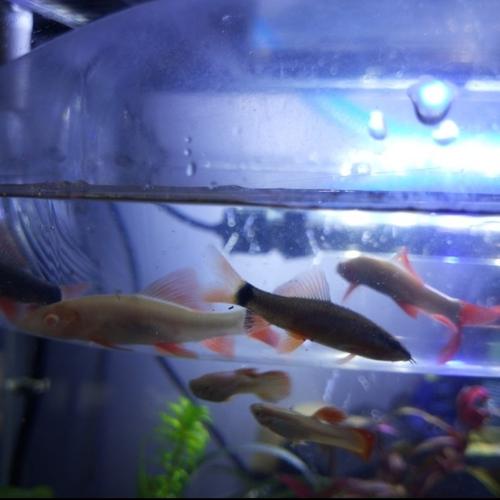 Jual ikan red fin albino air tawar size L jumbo alga eater - Jakarta ...