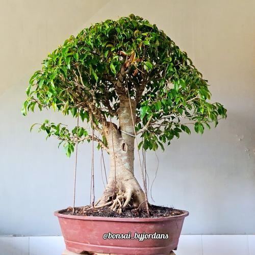 Jual Bonsai Beringin (Ficus benjamina) Klasik, Antik dan Legend, Real ...