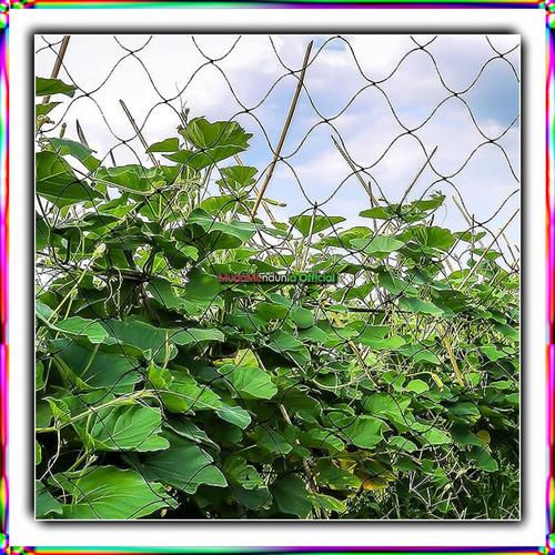 Jual Jaring tanaman rambat murah lubang 10cm - Jakarta Utara - Jaring ...