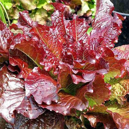 Jual 200 BENIH SELADA MERAH CHLOE RED bibit tanaman red lettuce biji ...