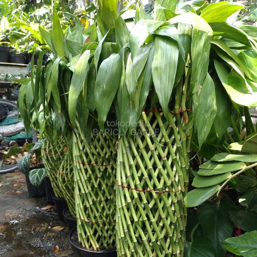 Jual tanaman bambu hoki kepang lurus 1 meter - Jakarta Utara - BARICLY ...