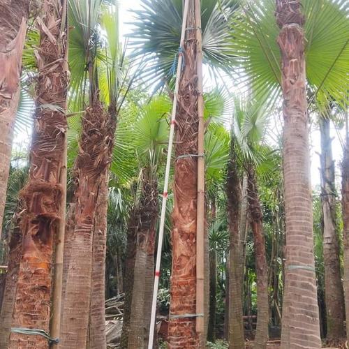 Jual pohon palem Sadeng tinggi 3 meter batang keras - Kota Bogor ...