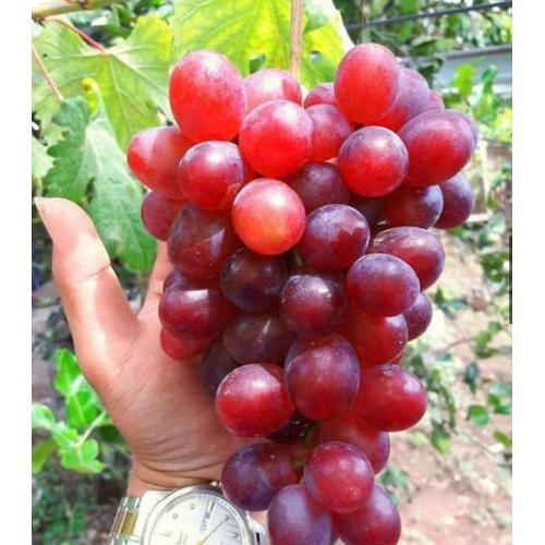 Jual CUTTING GRAFTING ANGGUR IMPORT - GOSV - Kab. Kudus - grapenesia ...