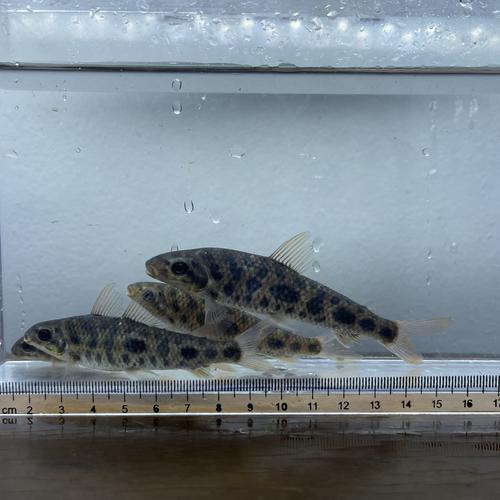Jual leporinus sp golden brazil - Kota Tangerang Selatan - eggspot ...