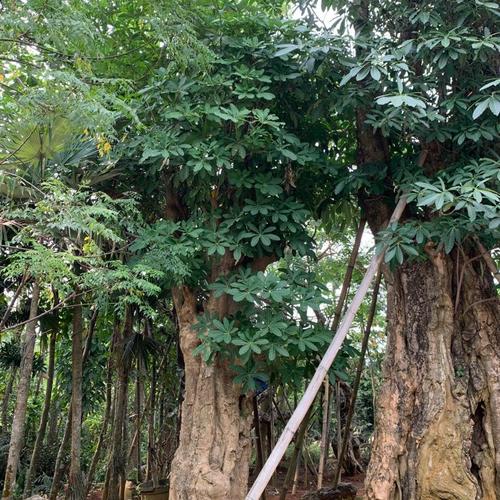 Jual Pohon Pule Fosil Super Besar Gagah Cocok Untuk Icon Taman ...