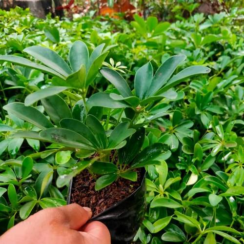 Jual tanaman hias walisongo hijau pohon walisongo hijau walisongo mini - Kab. Bogor - putra ...