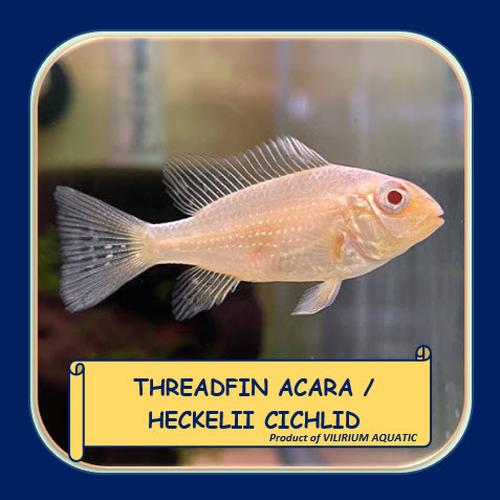 Jual IKAN HIAS AIR TAWAR - THREADFIN GEOPHAGUS ALBINO / HECKELII ALBINO ...
