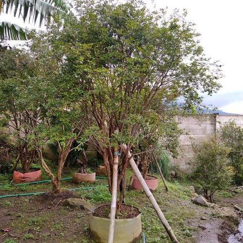 Jual pohon anggur brazil - Kota Bogor - Tania Flowrist | Tokopedia