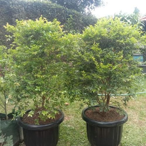 Jual pohon anggur brazil asli tinggi 2 meter sampai 2,5 meter - Kota ...