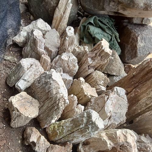 Jual Batu Fosil Taman - Jakarta Utara - Taman Forest Hijau | Tokopedia