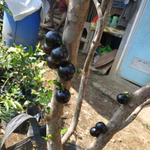 Jual Bibit tanaman pohon buah anggur brazil atau kupa landak sudah ...
