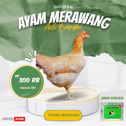 Jual INDUKAN AYAM MERAWANG - Kab. Karawang - Mister Ayam Karawang ... Jual INDUKAN AYAM MERAWANG - Kab. Karawang - Mister Ayam Karawang ...